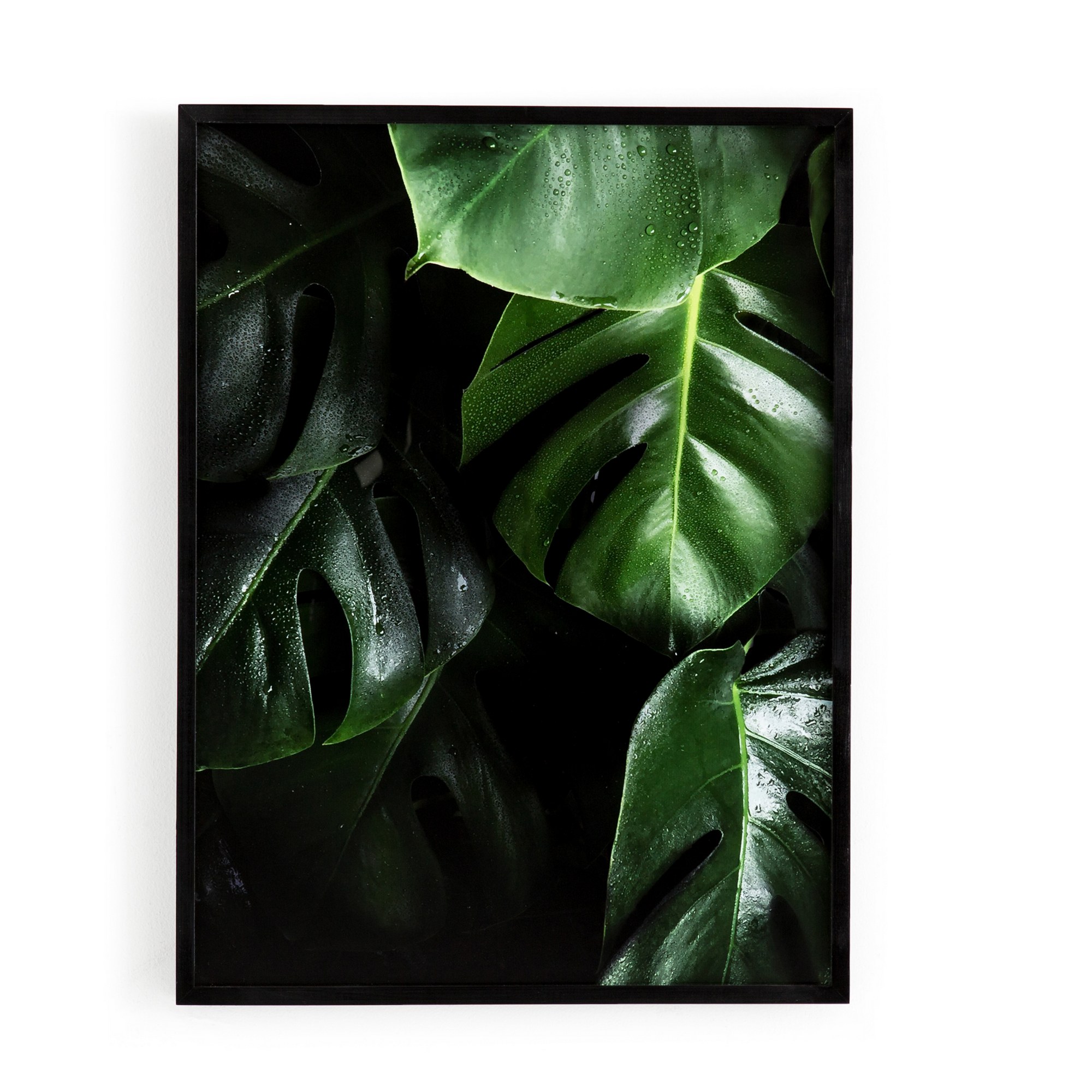 Monstera Dark